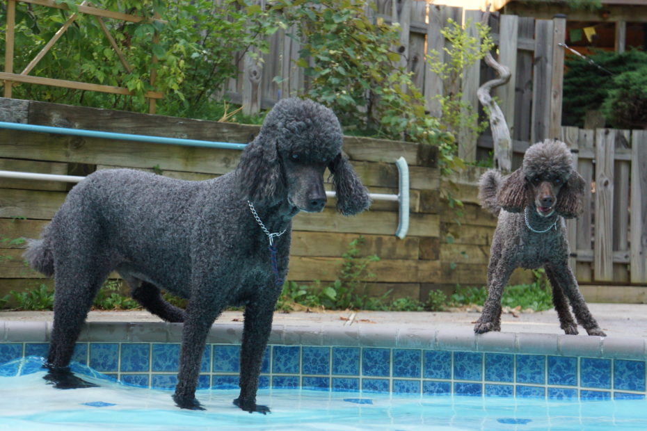 ALL POODLE POOL PARTY – Greenspring Poodle Club